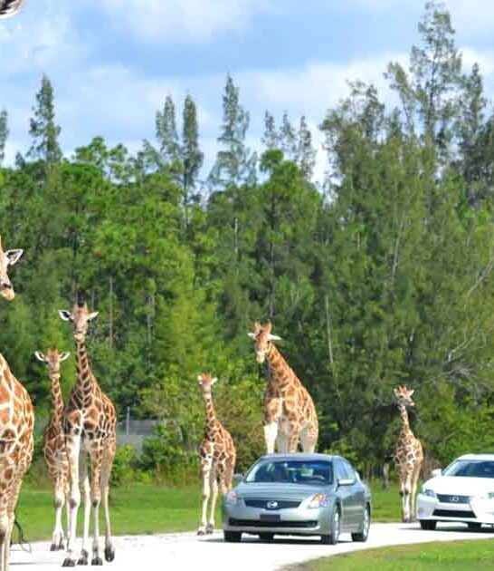 Get Up Close And Personal With Giraffes At This Amazing Florida Safari Park