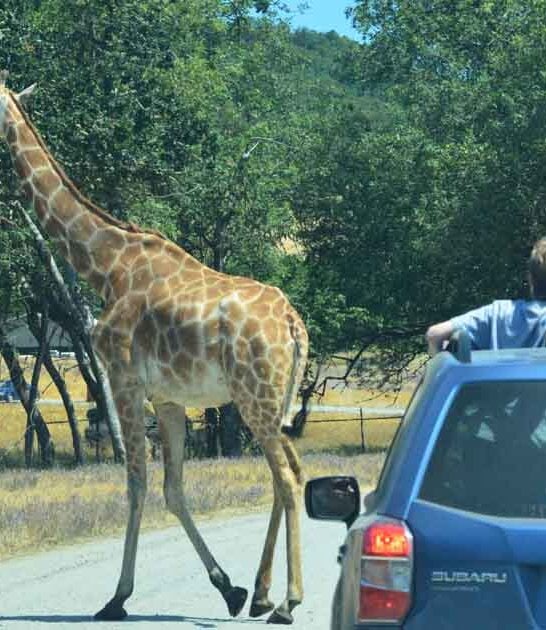 animal safari experience oregon ftr