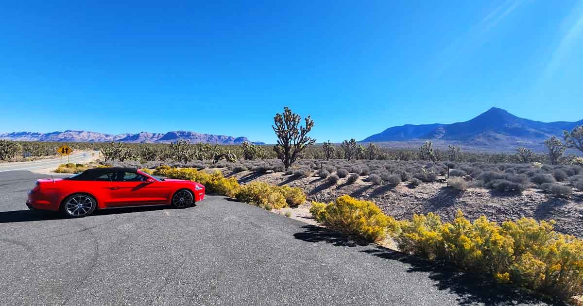 The Hidden Joshua Tree Preserve In Arizona That Feels Like Another Planet