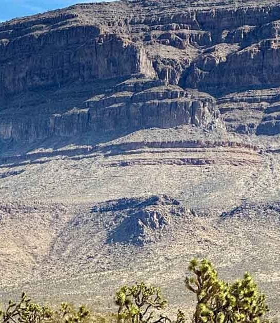 arizona magical joshua forest ftr