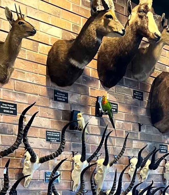 arizona shop sells things ftr