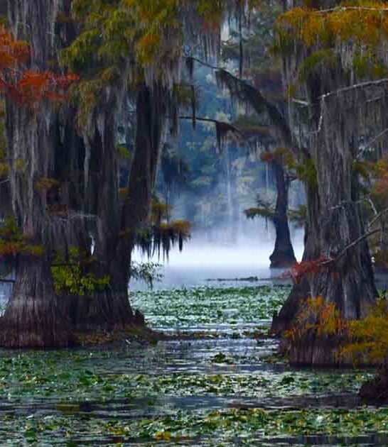 bayou style wetlands texas ftr