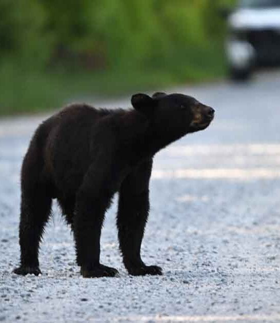bear north carolina safari ftr