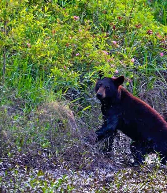 bear safari north carolina ftr