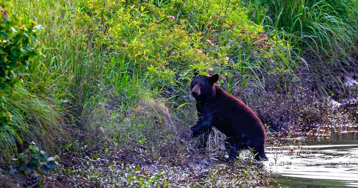 The Bear Safari In North Carolina That's One Of The Best Kept Secrets ...