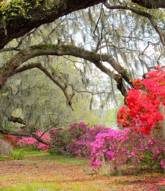 beautiful gardens south carolina ftr