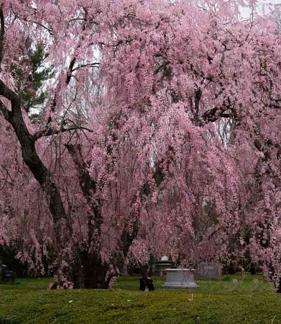 breathtaking cemetery kentucky dream ftr