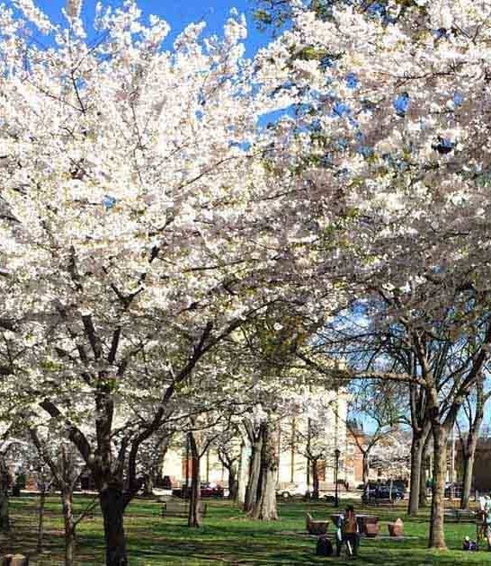 breathtaking flower gardens connecticut ftr