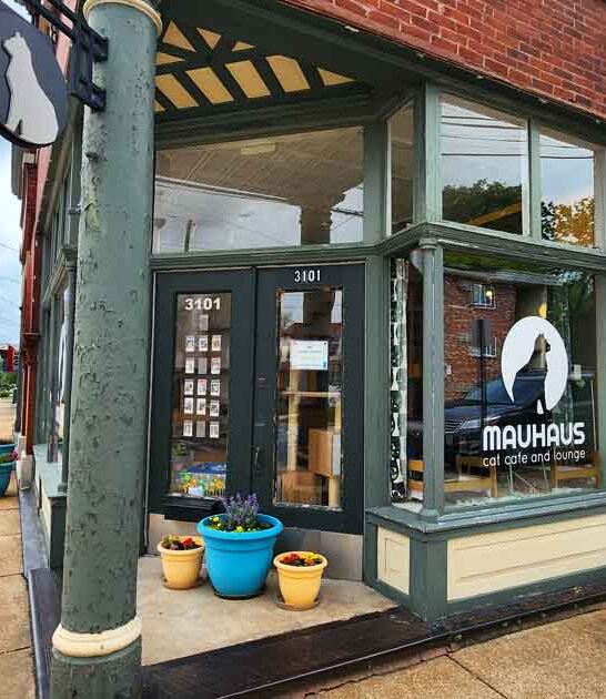 cat themed cafe missouri ftr