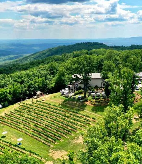 charming georgia vineyard wine ftr