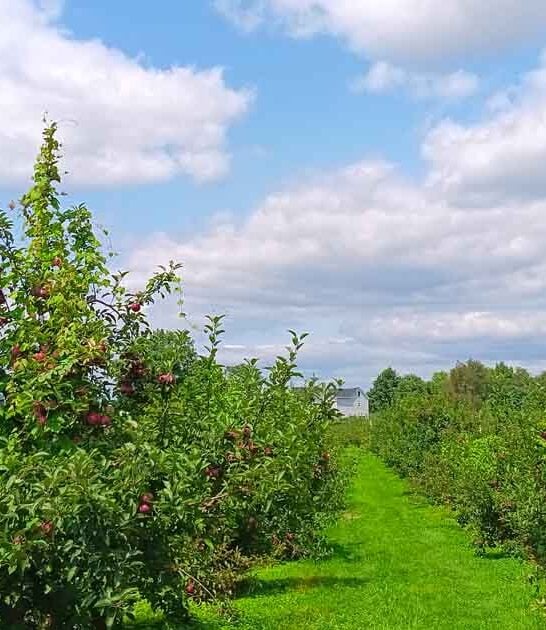 charming kentucky orchard ftr