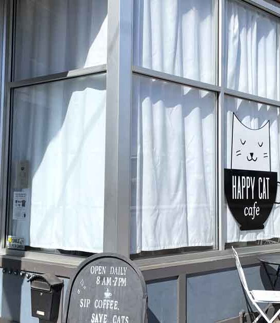 charming michigan cat cafe ftr