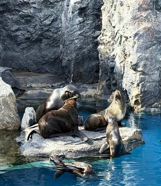 connecticut aquarium sea lion ftr