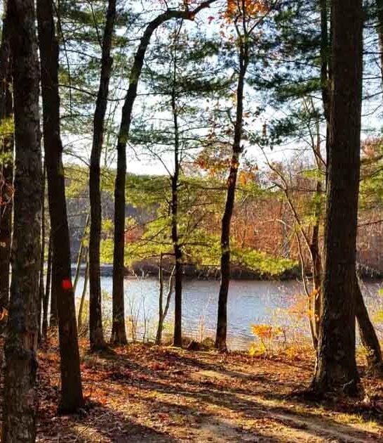 connecticut sprawling forest nature ftr