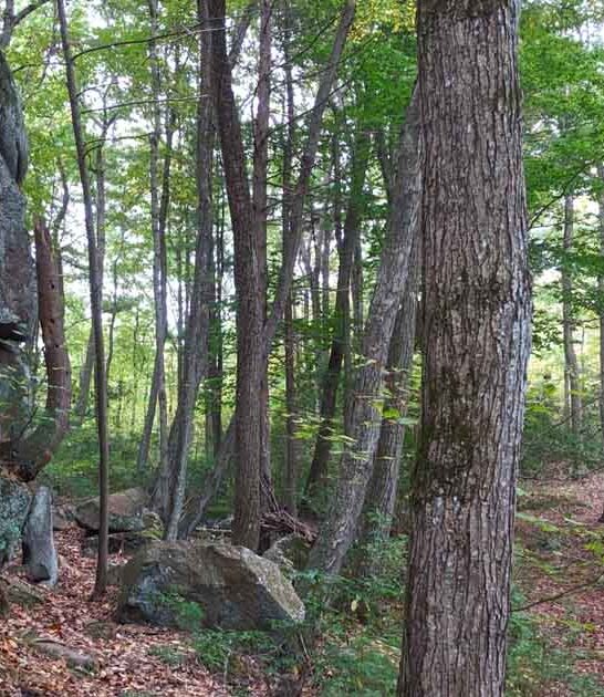 connecticut stunning state forest ftr