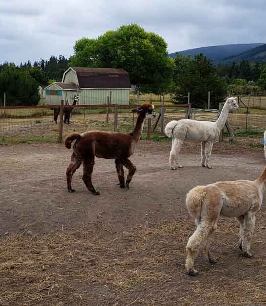 cozy washington ranch alpacas ftr