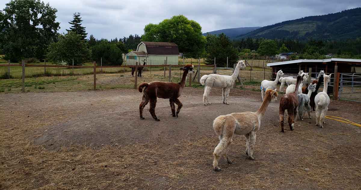 This Cozy Washington Ranch Will Let You Get Up Close With Fluffy Alpacas