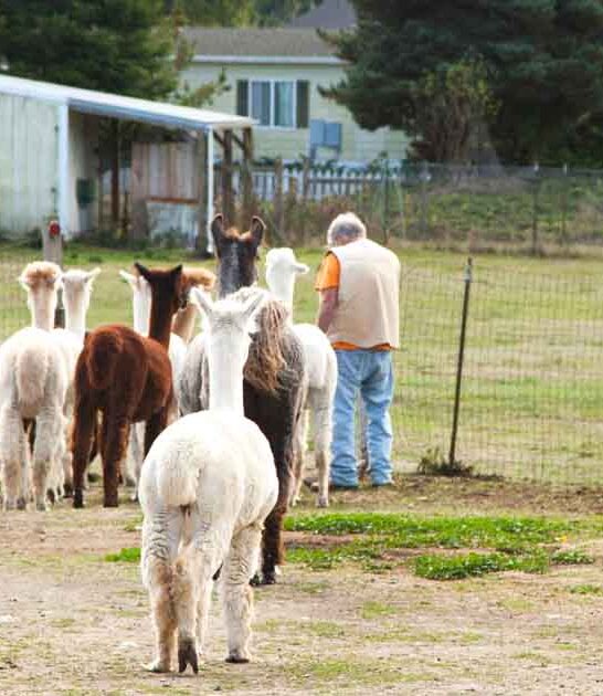 cuddle alpacas washington ranch ftr