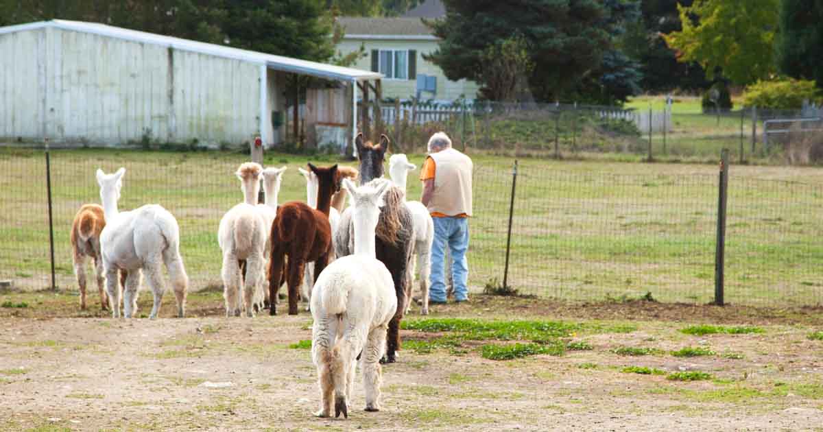 You Can Actually Cuddle With Alpacas At This Magical Little Washington ...