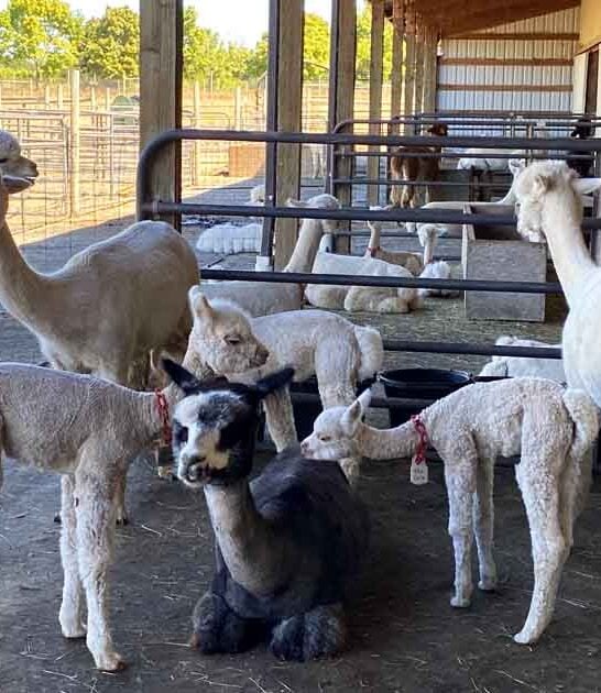 cuddliest alpacas oregon ranch ftr