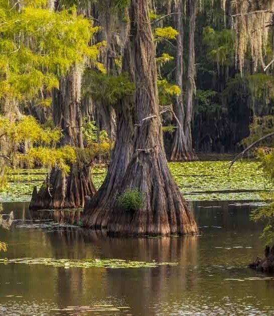 cypress swamp texas ftr
