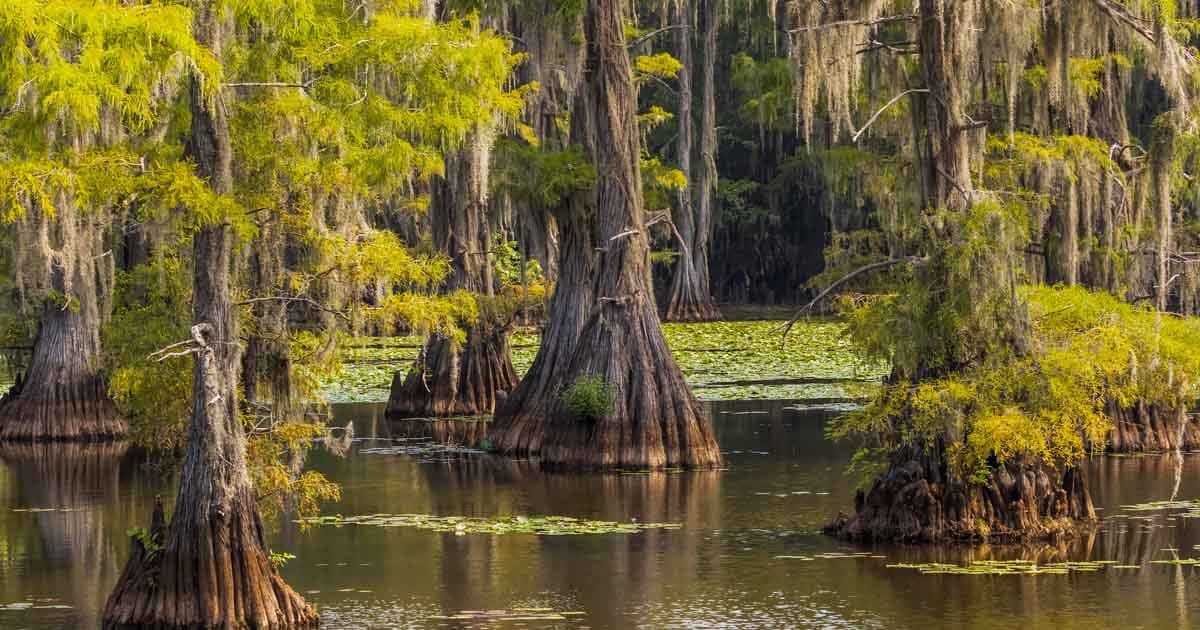 There's A Hidden Cypress Swamp In Texas That Looks Exactly Like The ...