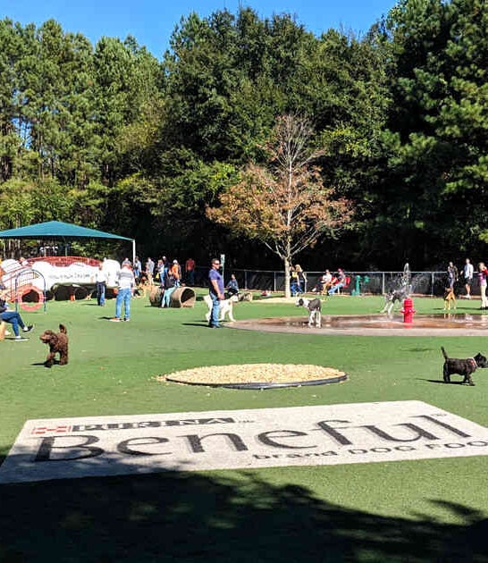 dog park paradise georgia ftr