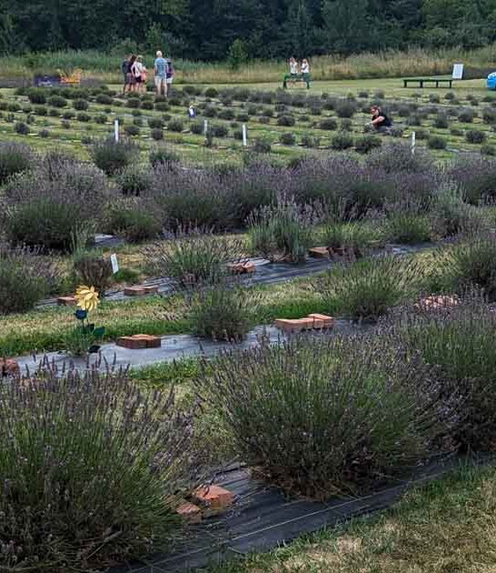 dreamy lavender farm ohio ftr
