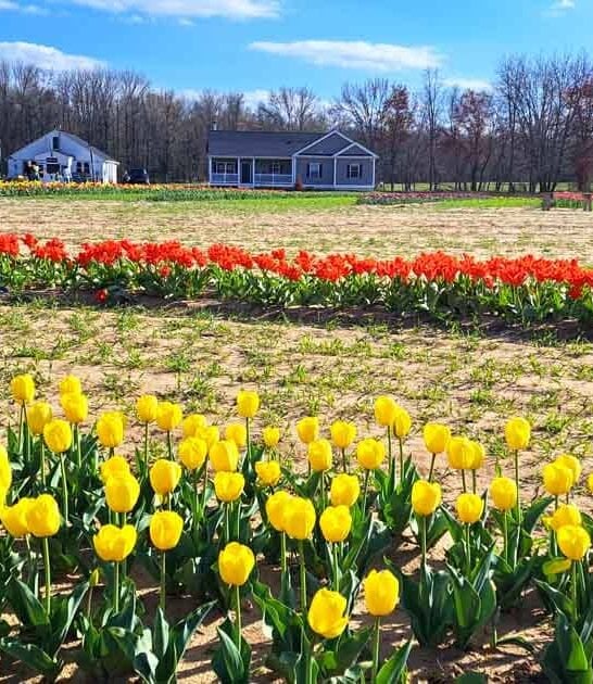 dreamy new jersey farm ftr
