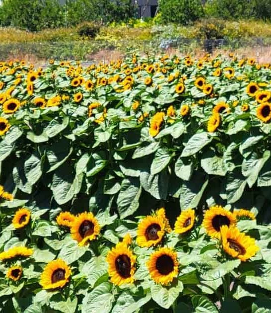 dreamy sunflower field california ftr
