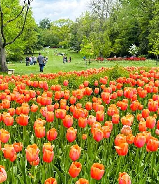 dreamy tulip garden maryland ftr