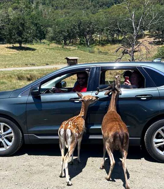 drive through safari oregon ftr