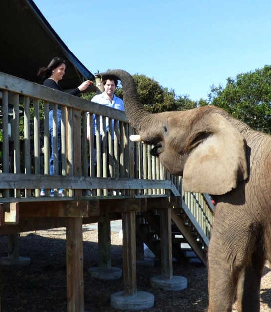 elephant ranch california adventure ftr