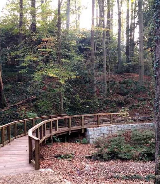 enchanting georgia ancient forest ftr