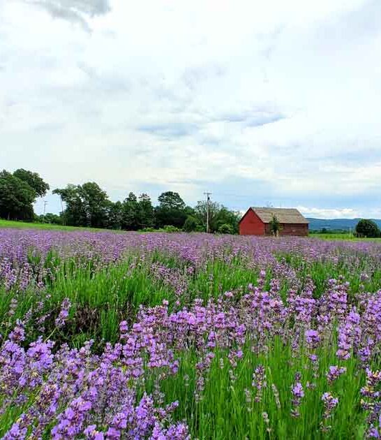 enchanting new york farm ftr