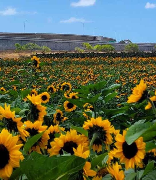 enchanting sunflower field california ftr