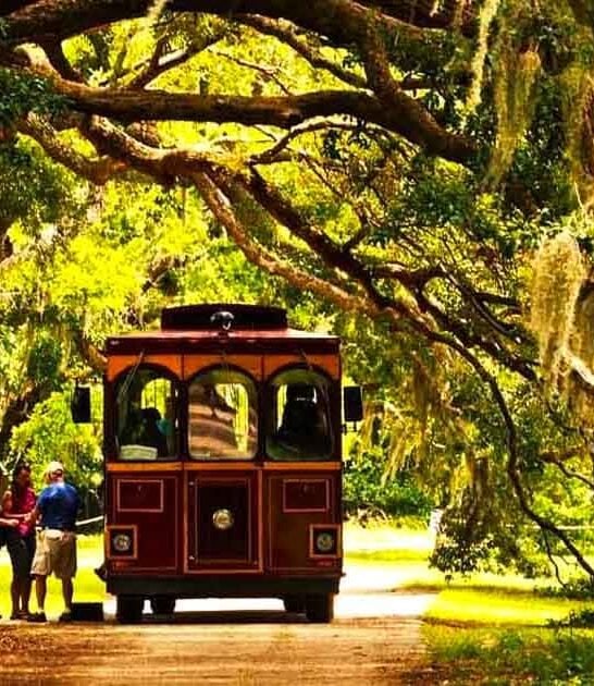 These 9 Enchanting Tree Tunnels In South Carolina Are Straight Out Of A Fairytale