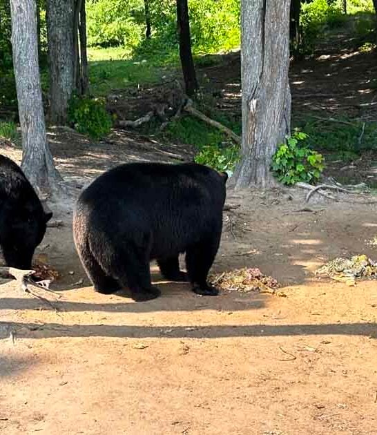 enormous bear ranch michigan ftr