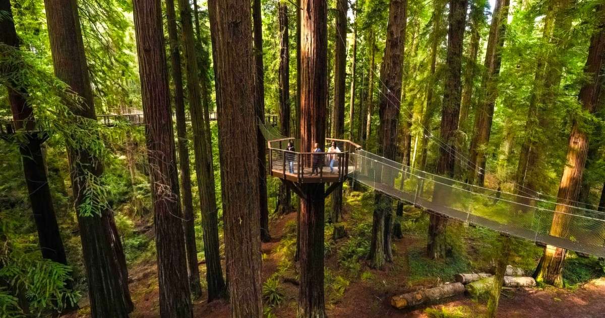 Walk 100 Feet Above The Forest Floor At This Breathtaking Sky Walk In ...