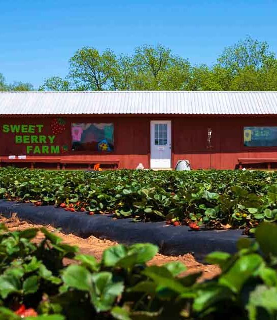 exciting fruit farms texas ftr