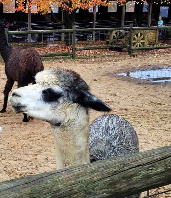 exotic animal farm michigan ftr