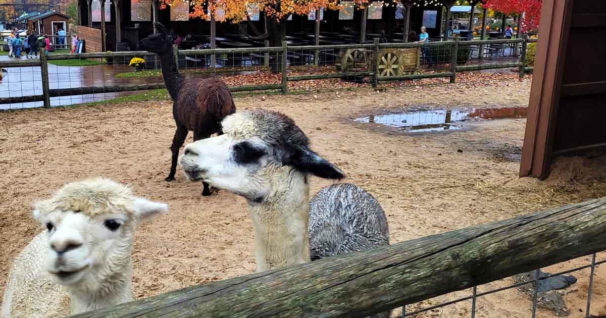 The Exotic Animal Farm In Michigan That Feels Like A Safari