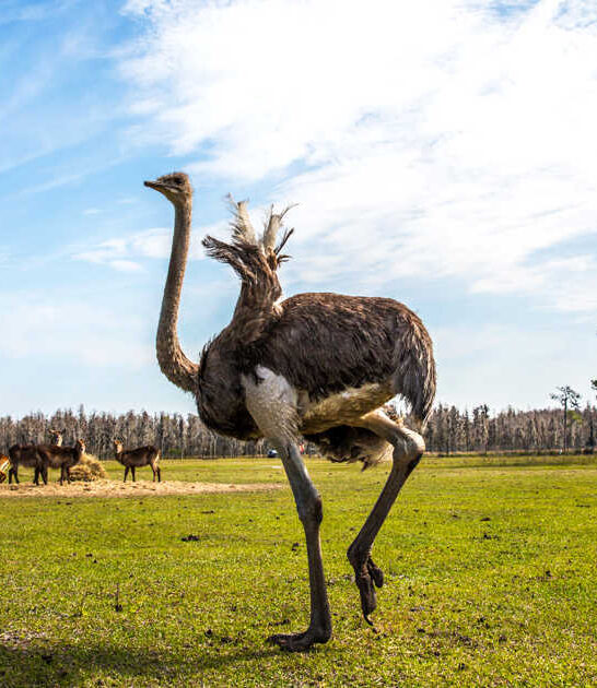 extraordinary safari florida ftr