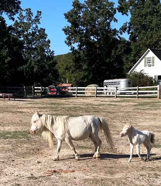 farm south carolina magical ftr