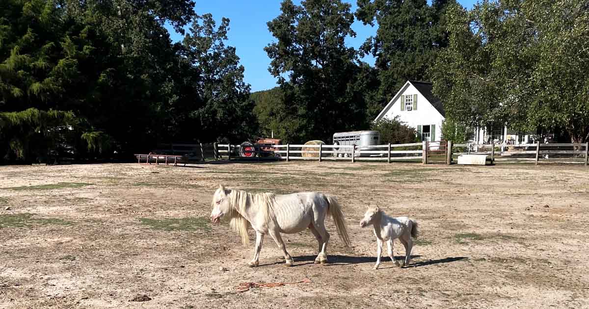 There's Actually A Unicorn Farm In South Carolina And It's Absolutely ...
