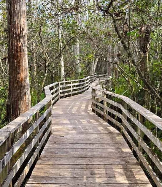 florida ancient forest fantasy ftr