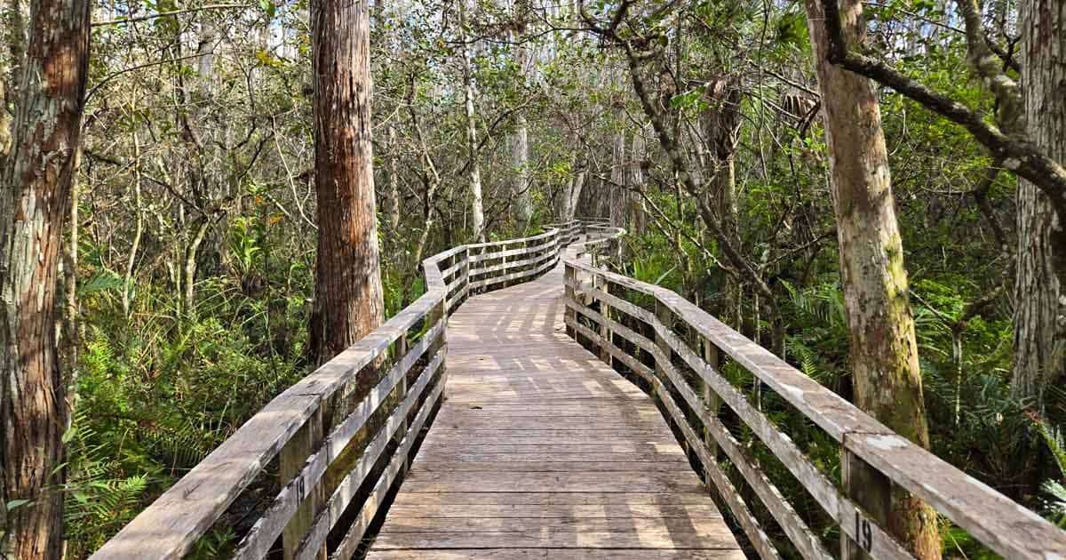 This Ancient Forest In Florida Looks Like Something Out Of A Fantasy Novel