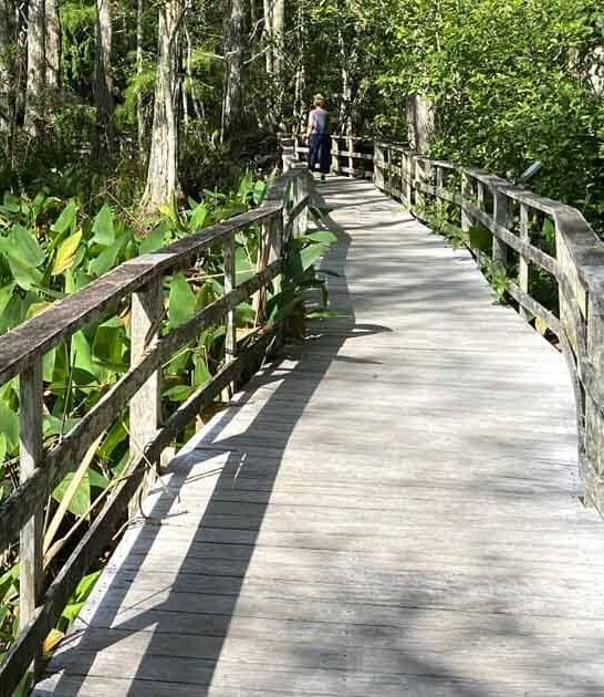 florida fantasy ancient forest ftr