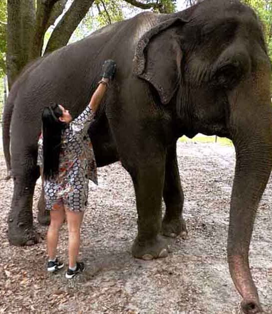 florida magical elephant experience ftr