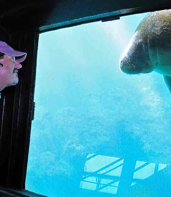 florida manatee observatory park ftr